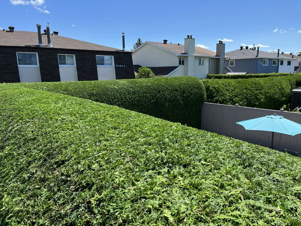 Our Work, Cedar Hedge Trimming | Only Hedges | Ottawa