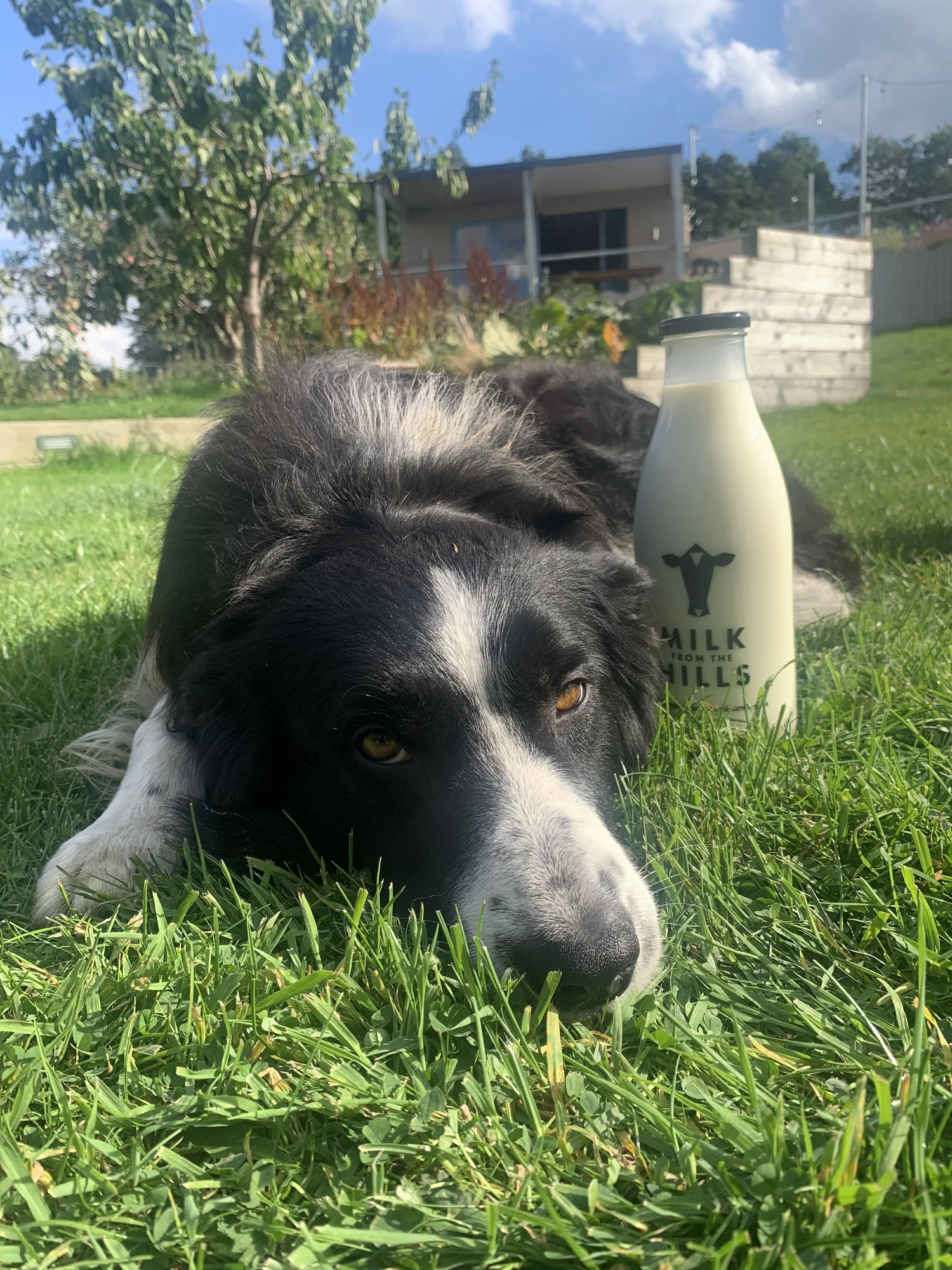 Milk in Barnsley: Fresh Local Dairy Delights — Milk from the Hills