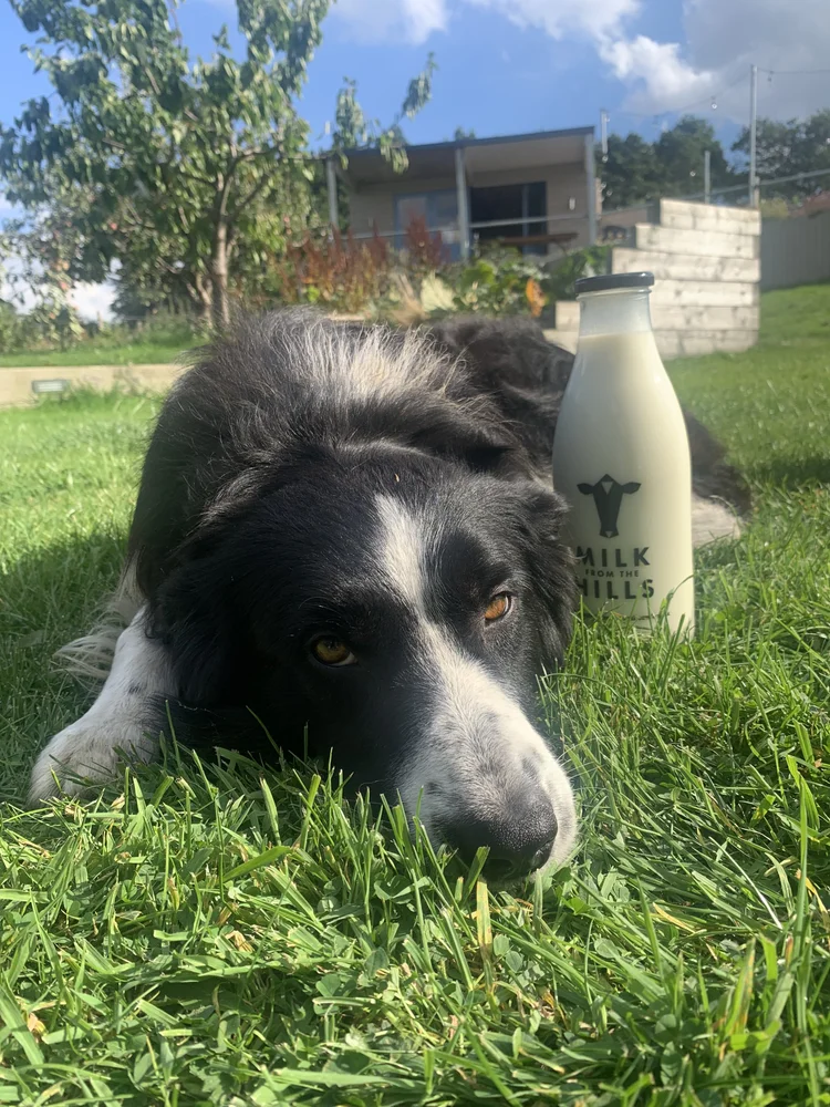 Milk in Barnsley: Fresh Local Dairy Delights — Milk from the Hills