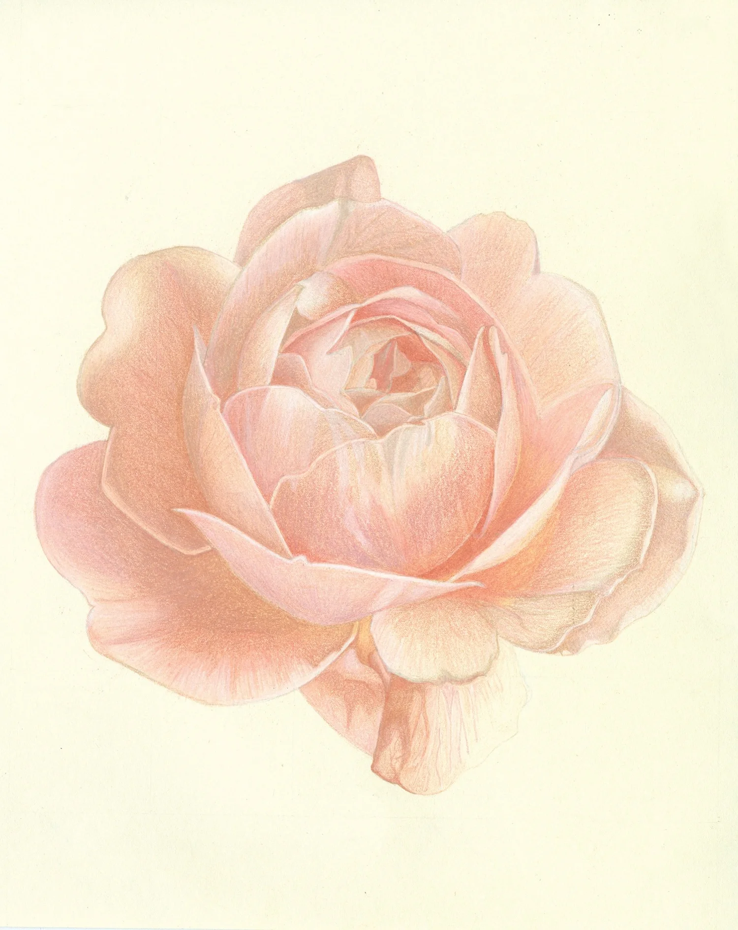 Rose Colored Pencil Drawing