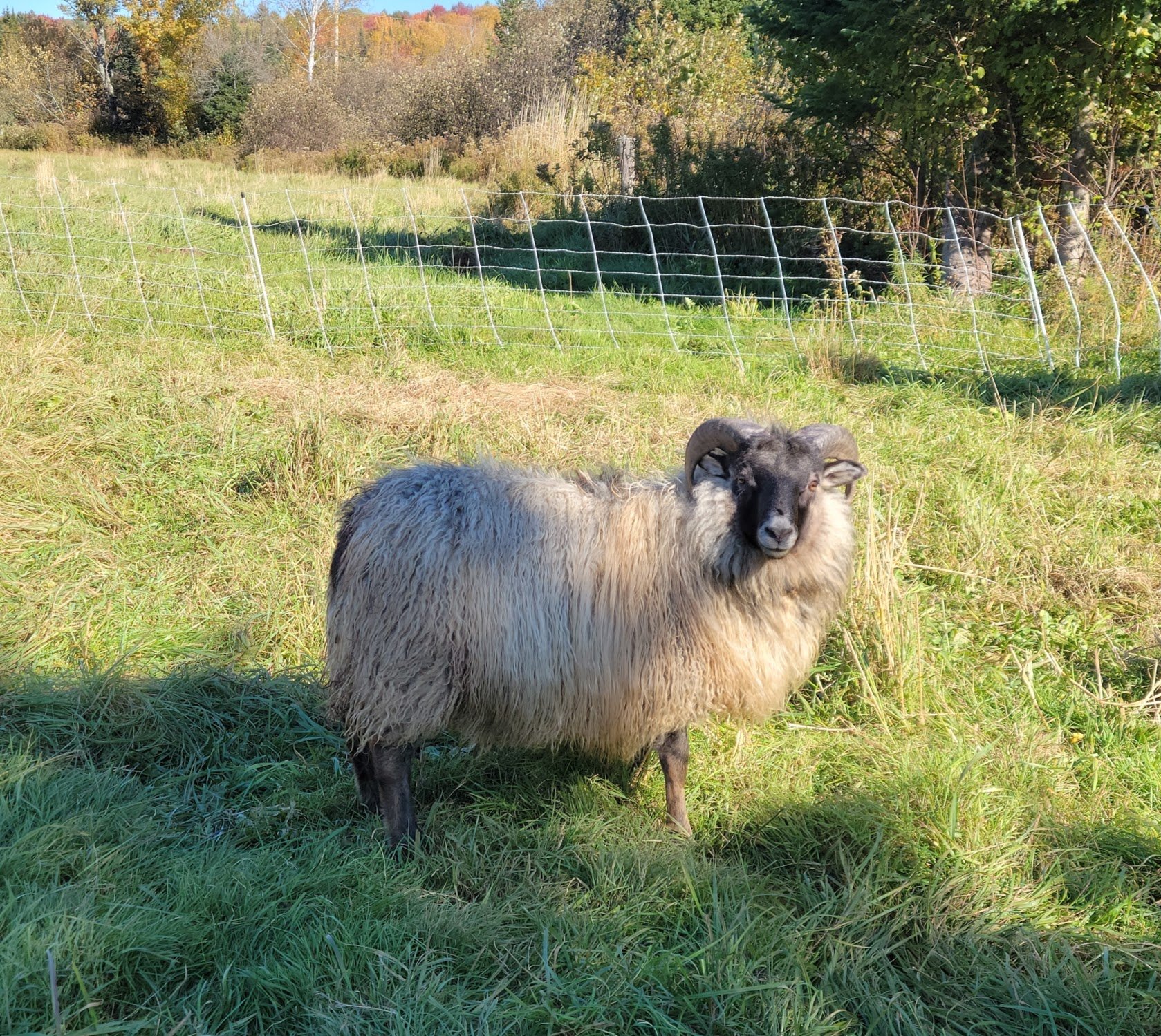 General 1 — Greywether Farm