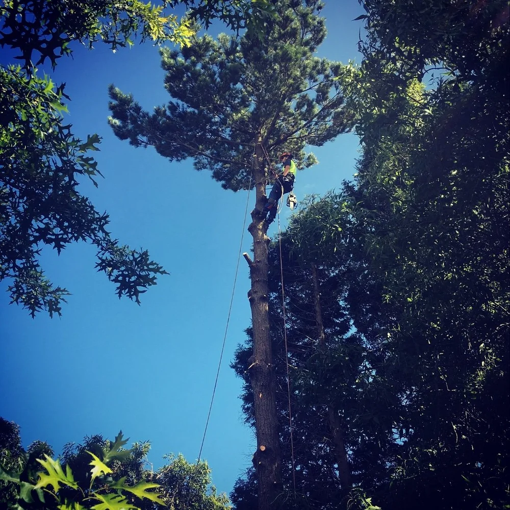 Tree Pruning Tree Removal Tasmania Arborist Tasmania Treetec Tasmania