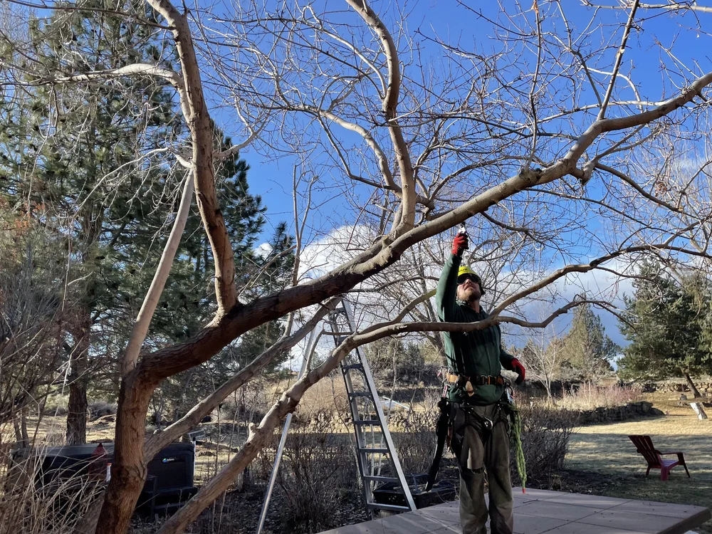 Urban Forest Tree Service in Bend Oregon