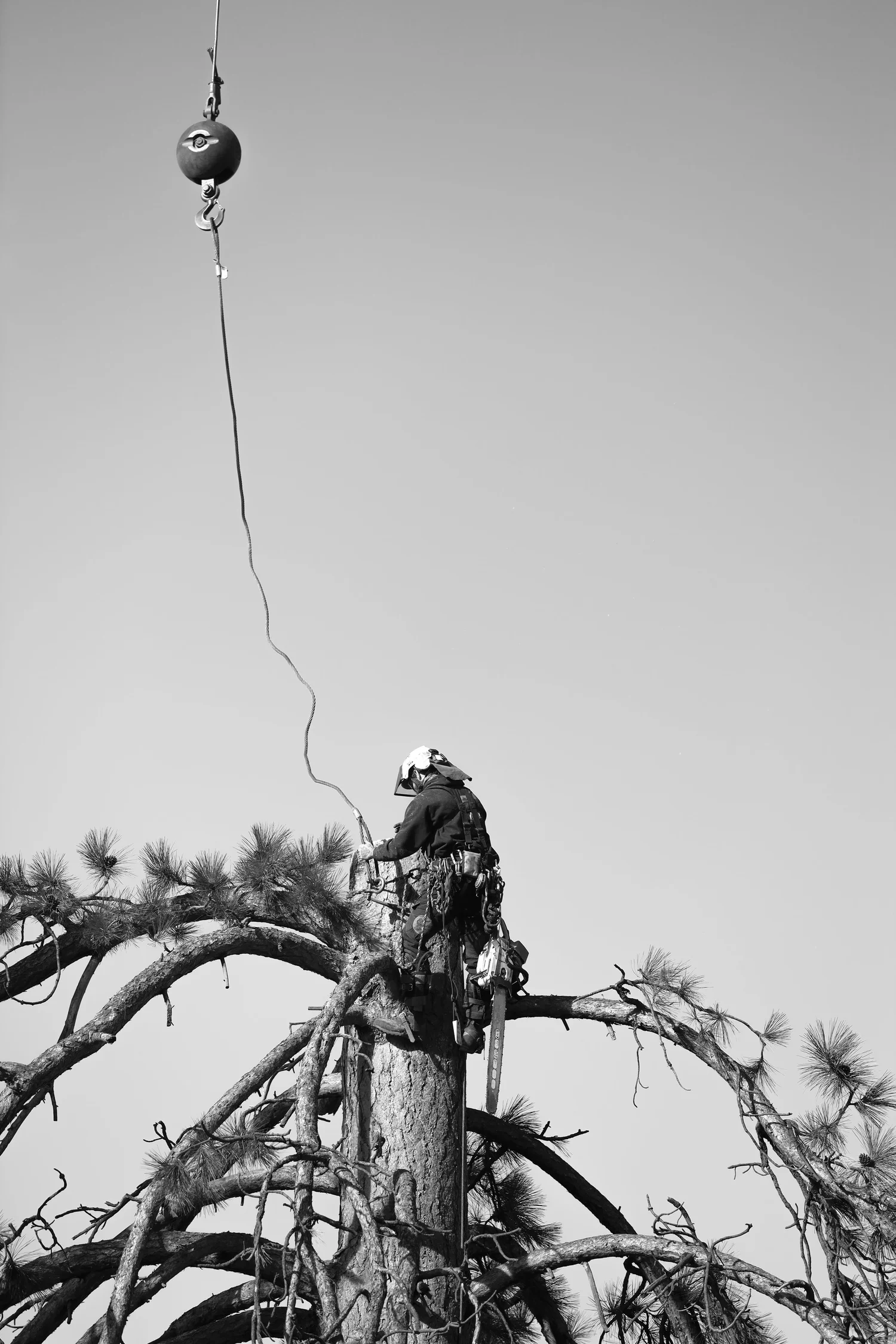 Urban Forest Tree Service in Bend Oregon