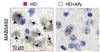 Research — Yamamoto Lab