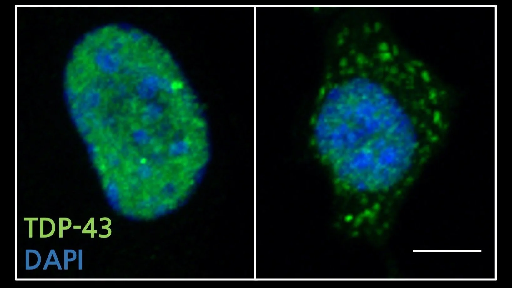 Research — Yamamoto Lab