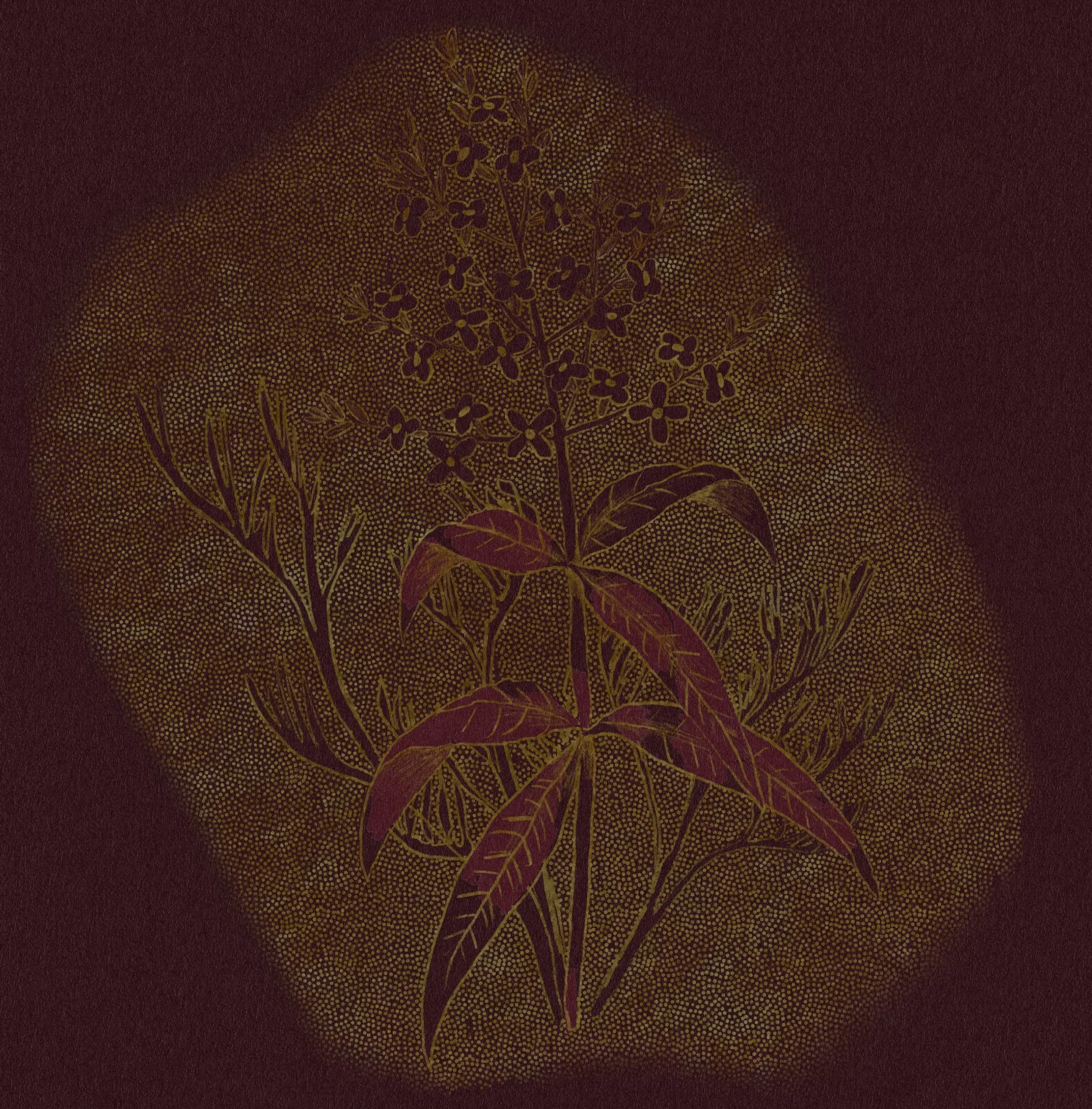 Hachi AME • Natural Oxidative • Gesha • Panama