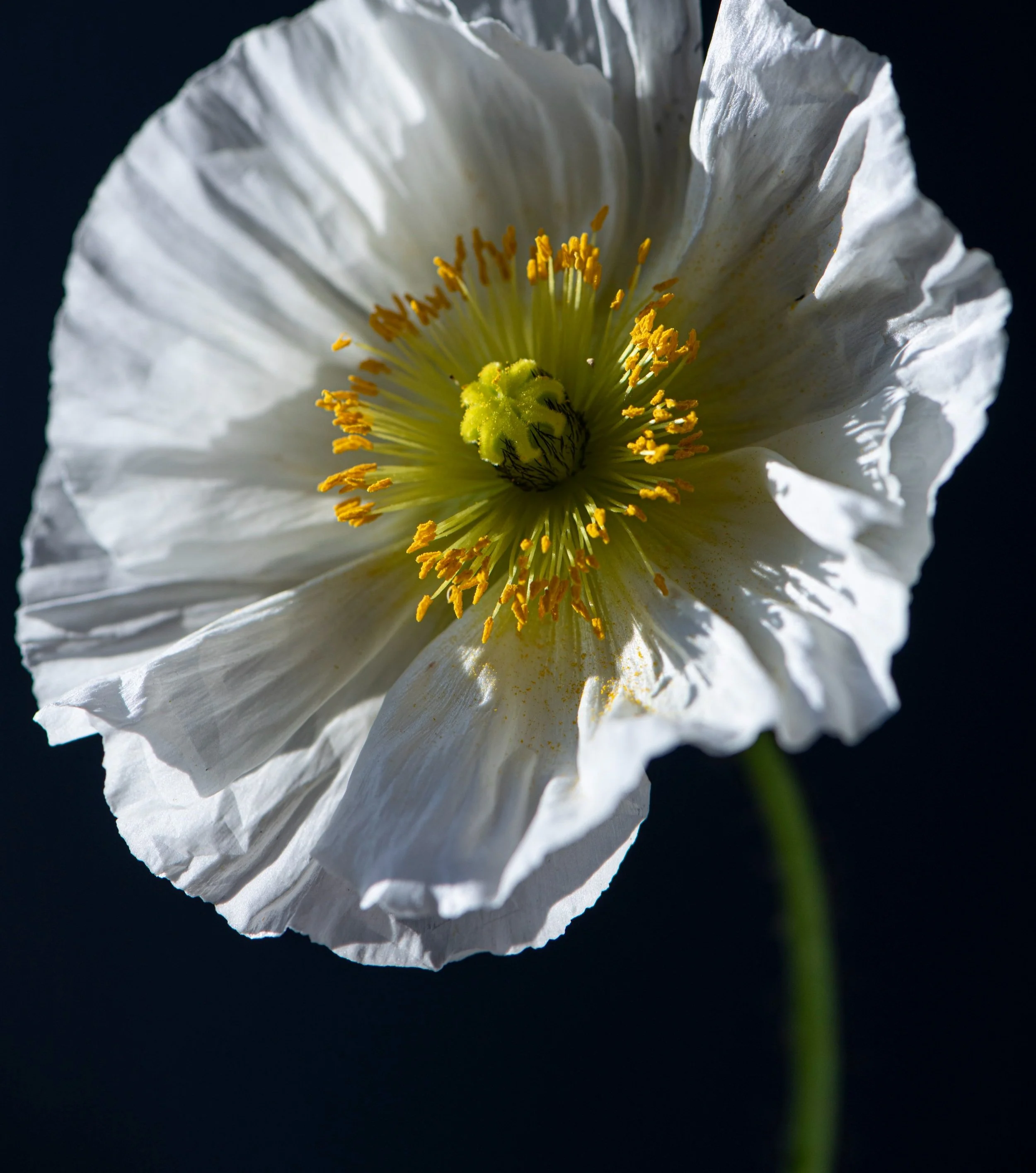 Amy Sadler - Commercial & Fine Art Photographer - New York