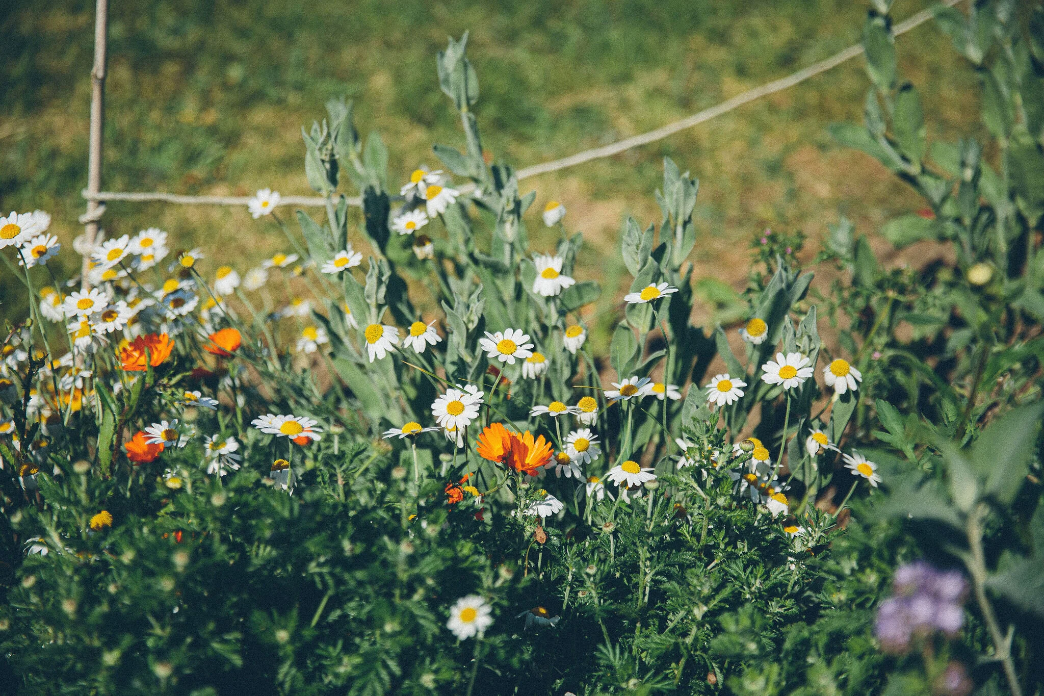 Garden — Abbotshall HLC