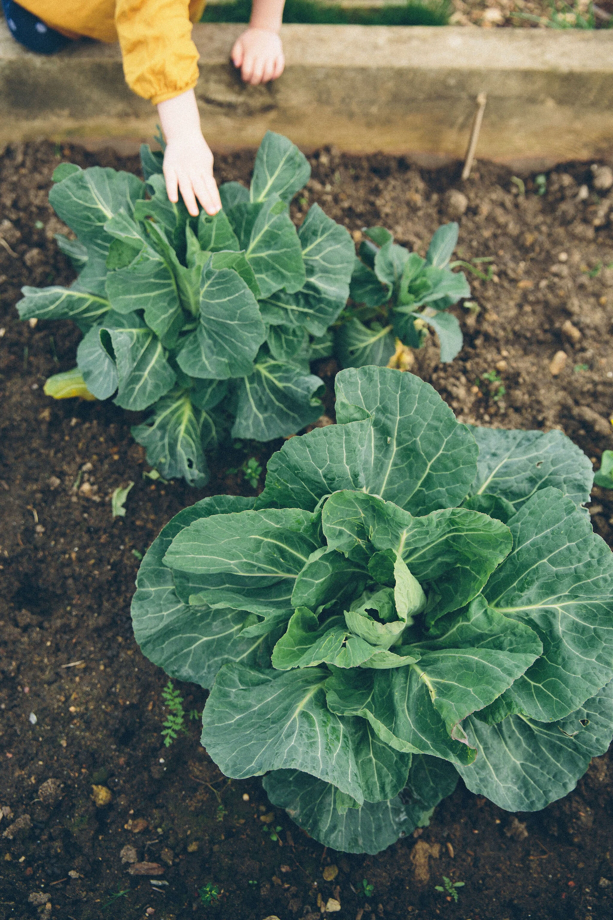 Garden — Abbotshall HLC