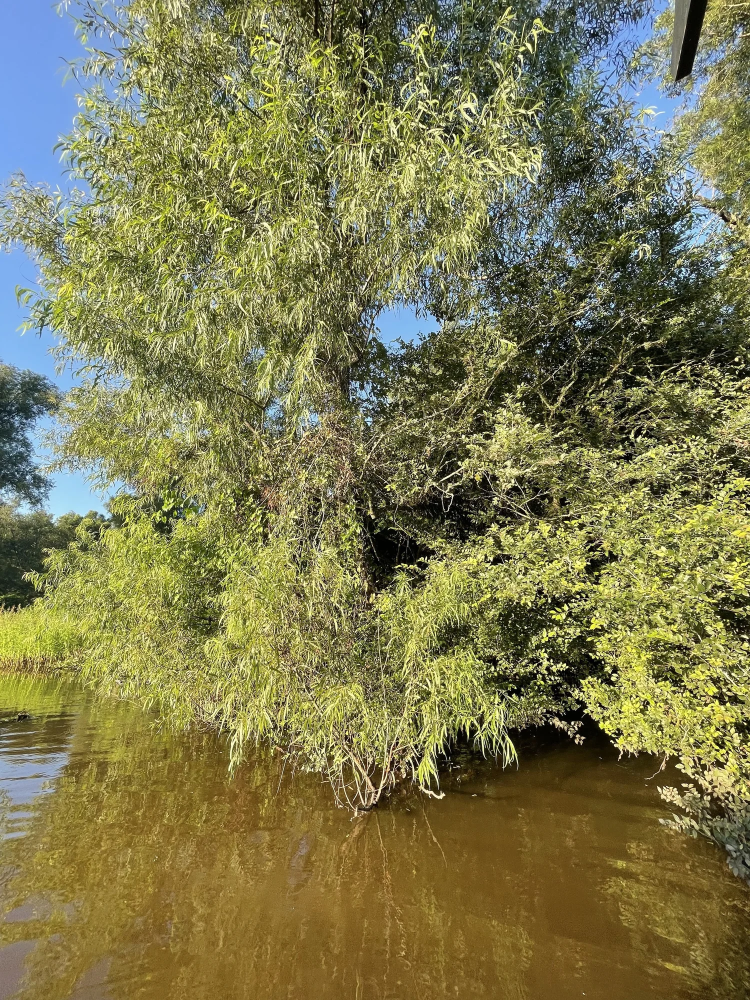 Herb of the Month: Red Willow — Zaidy Charron Ayurveda