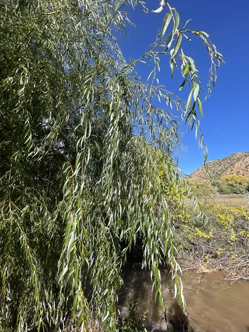 Herb of the Month: Red Willow — Zaidy Charron Ayurveda