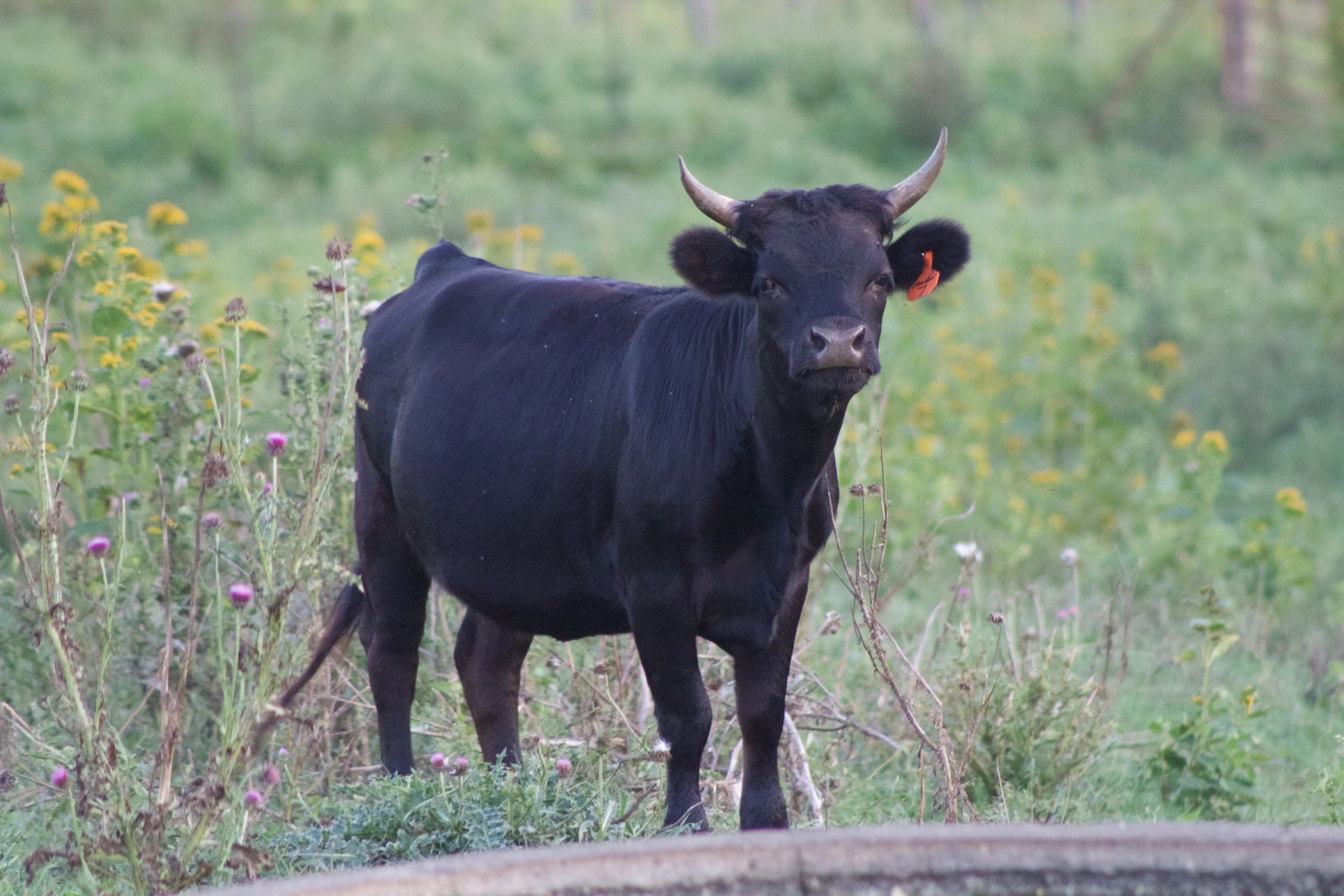 Miniature Cows — Spring Valley Farm