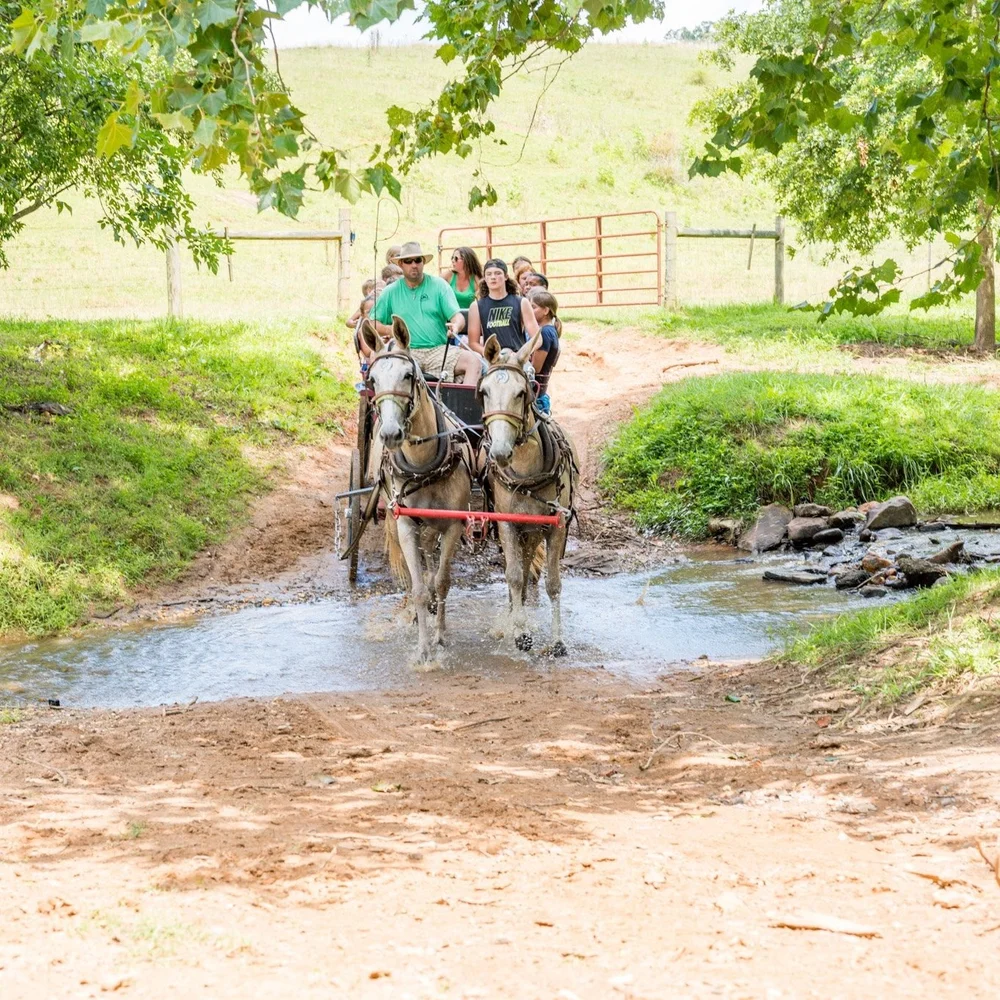 Carriages & Wagons — Spring Valley Farm