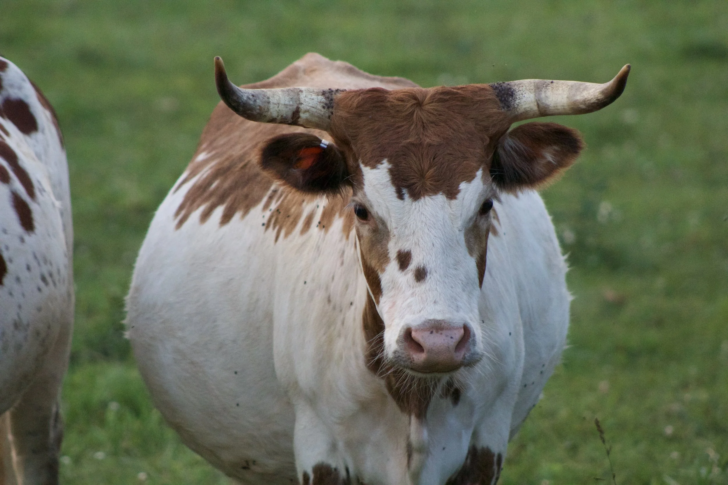 Miniature Cows — Spring Valley Farm