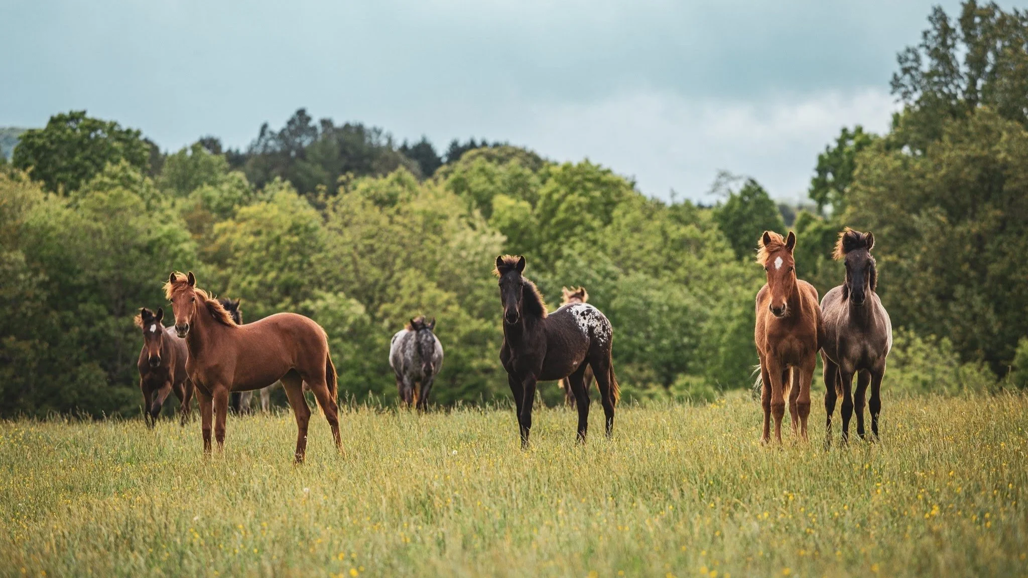 Colt Starting Competition — Spring Valley Farm