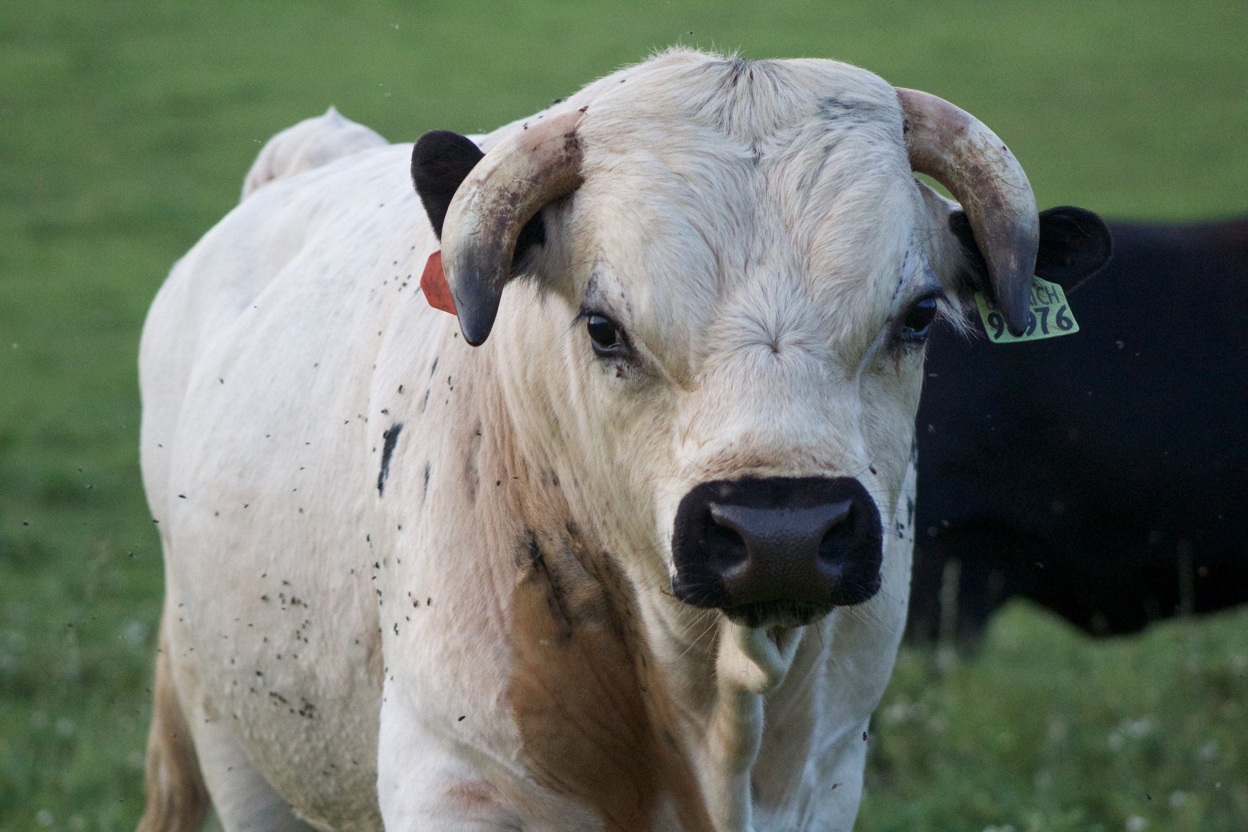 Miniature Cows — Spring Valley Farm