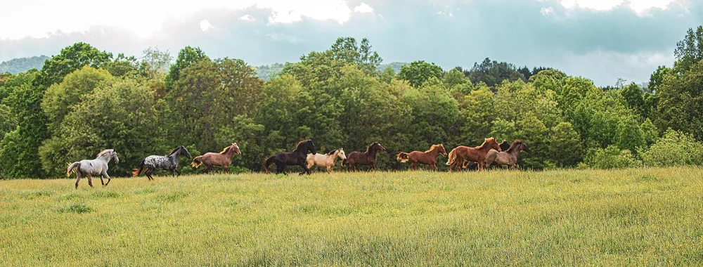 Spring Valley Farm