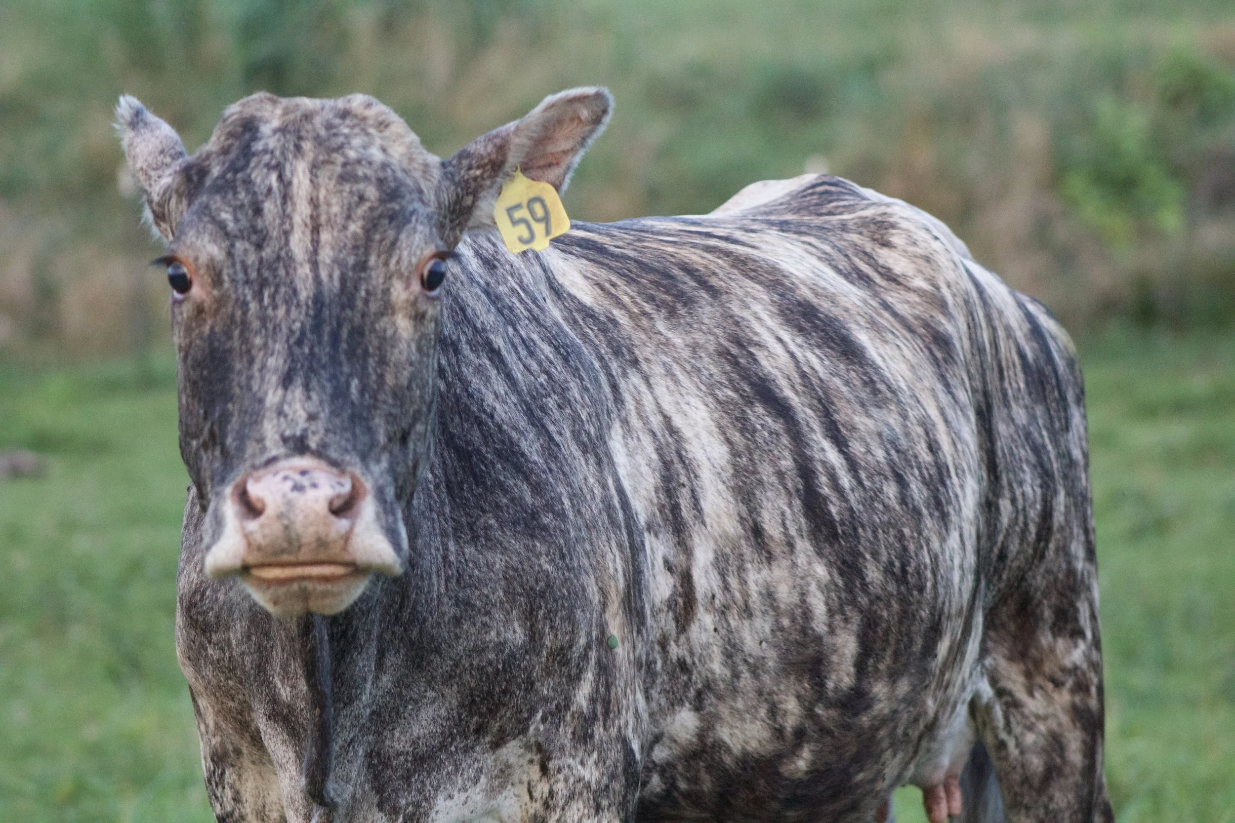 Miniature Cows — Spring Valley Farm