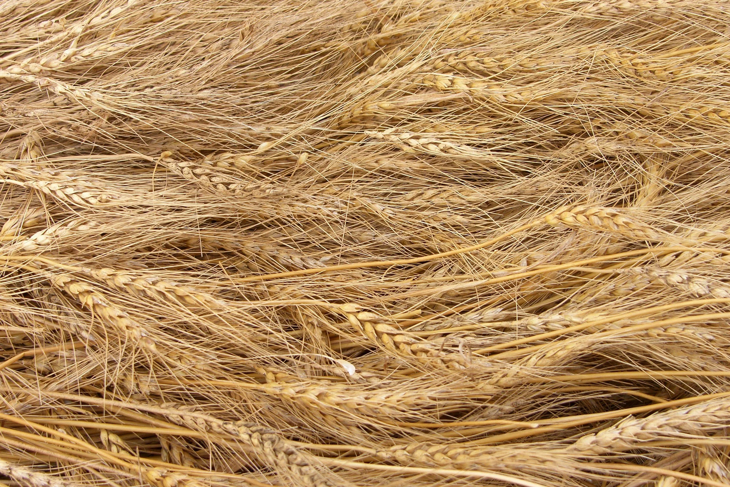 Wheat Middlings | Bulk Sourcing of Grains & Seeds by Cerco Group ...