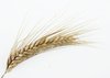 Wheat Middlings | Bulk Sourcing of Grains & Seeds by Cerco Group ...