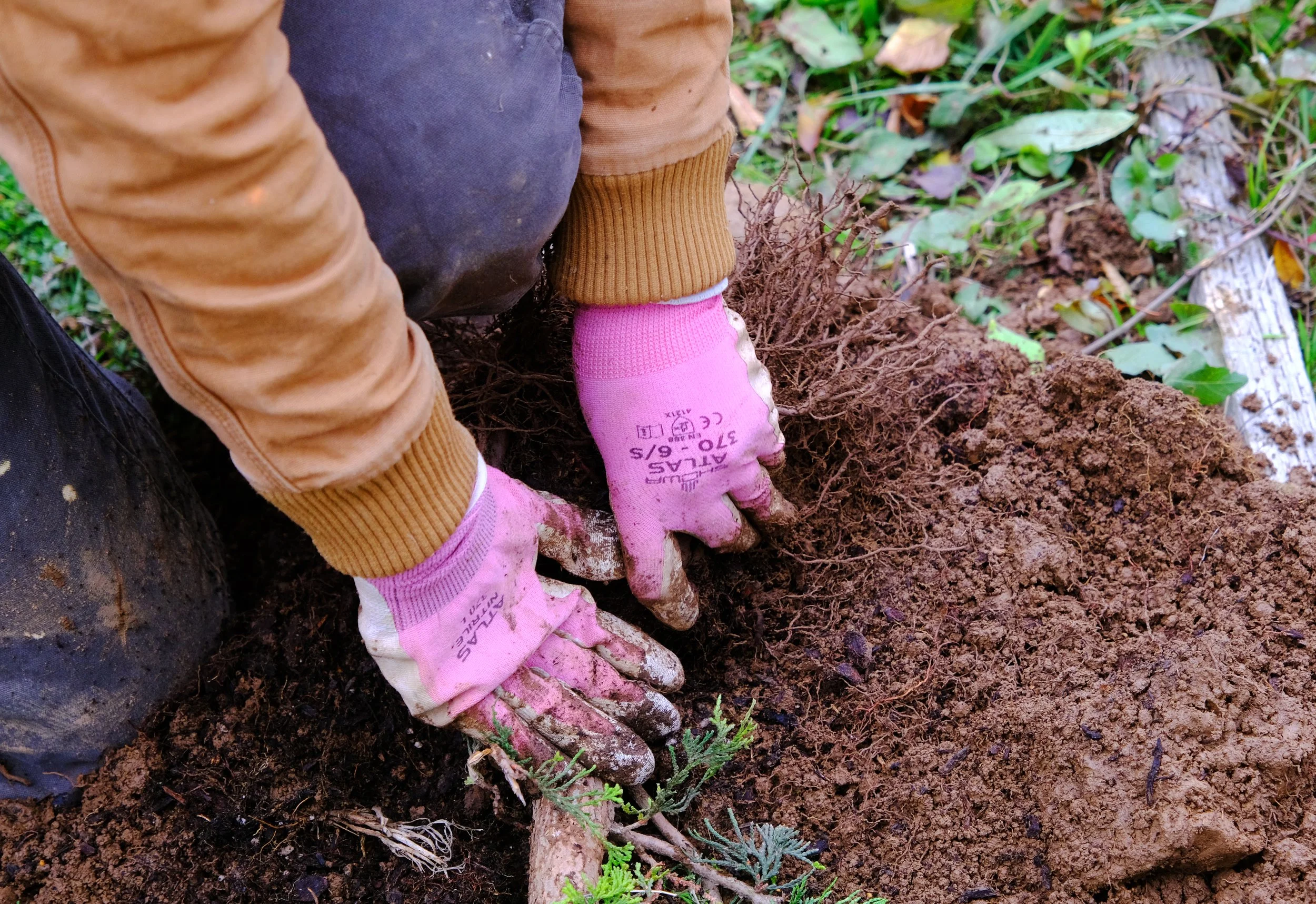 Branch Out — Tacoma Tree Foundation