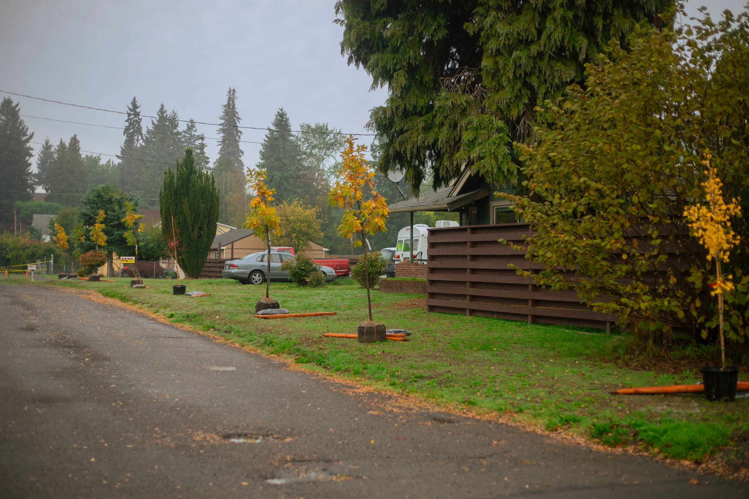 Trees for Greater Tacoma — Tacoma Tree Foundation