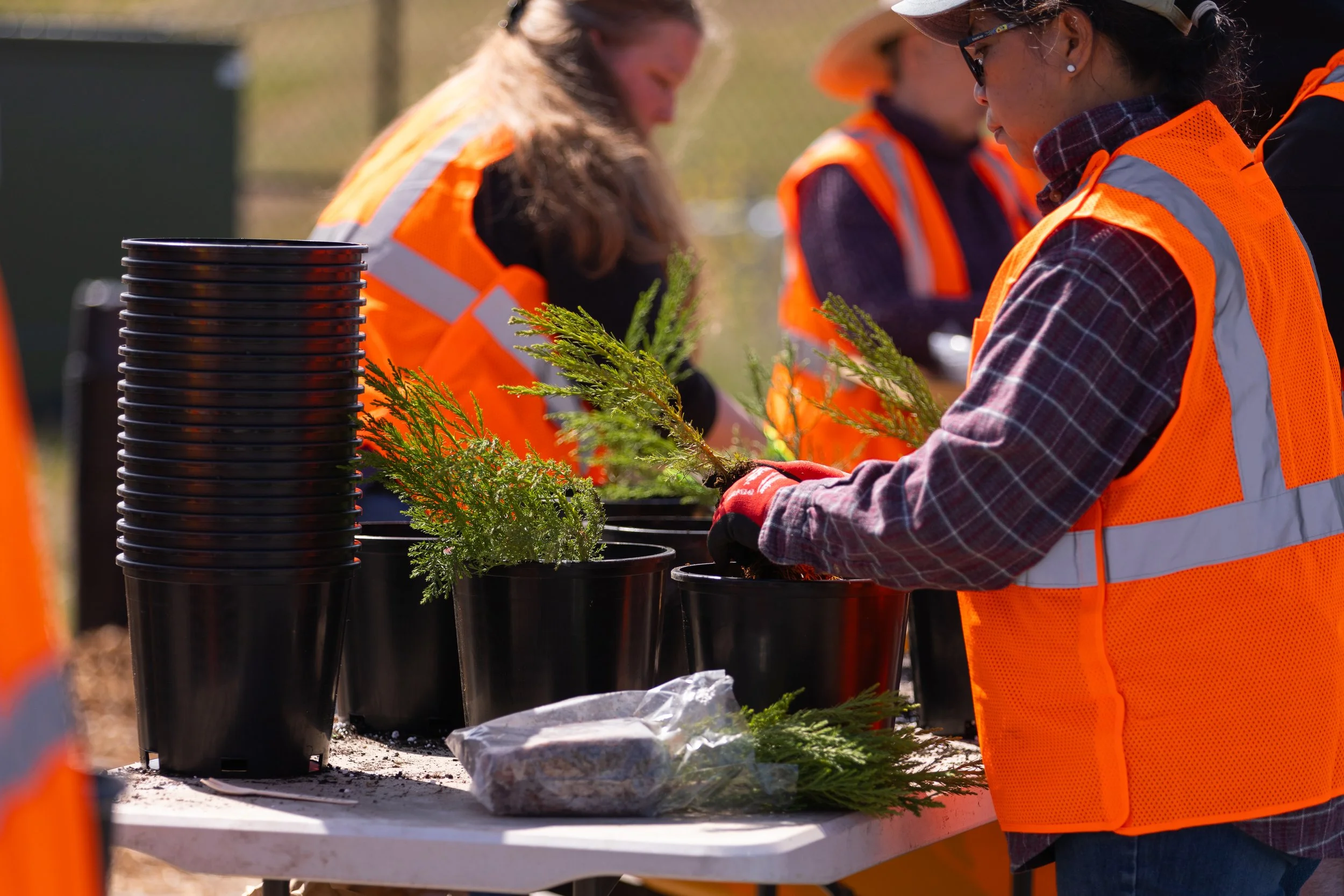 Tacoma Tree Foundation