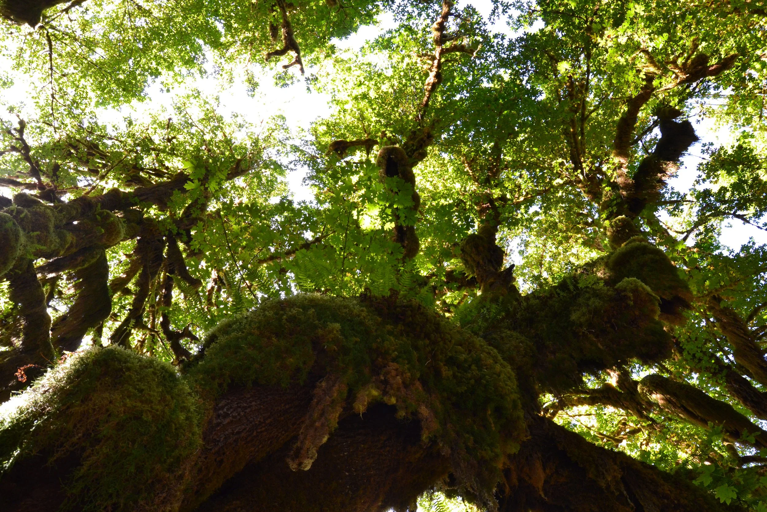 Healthy maples, healthy communities — Tacoma Tree Foundation