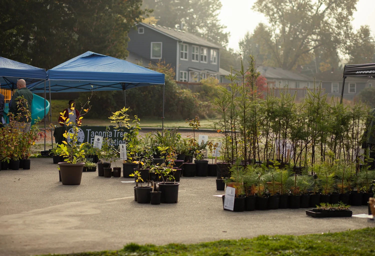 Trees for Greater Tacoma — Tacoma Tree Foundation