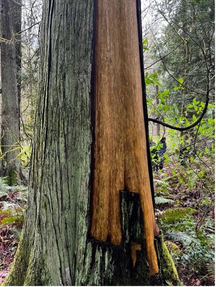 Exploring Options for a Future with Western Redcedars. — Tacoma Tree ...