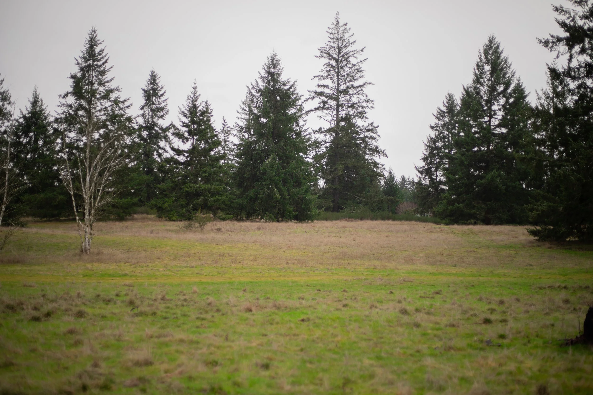 Programs — Tacoma Tree Foundation