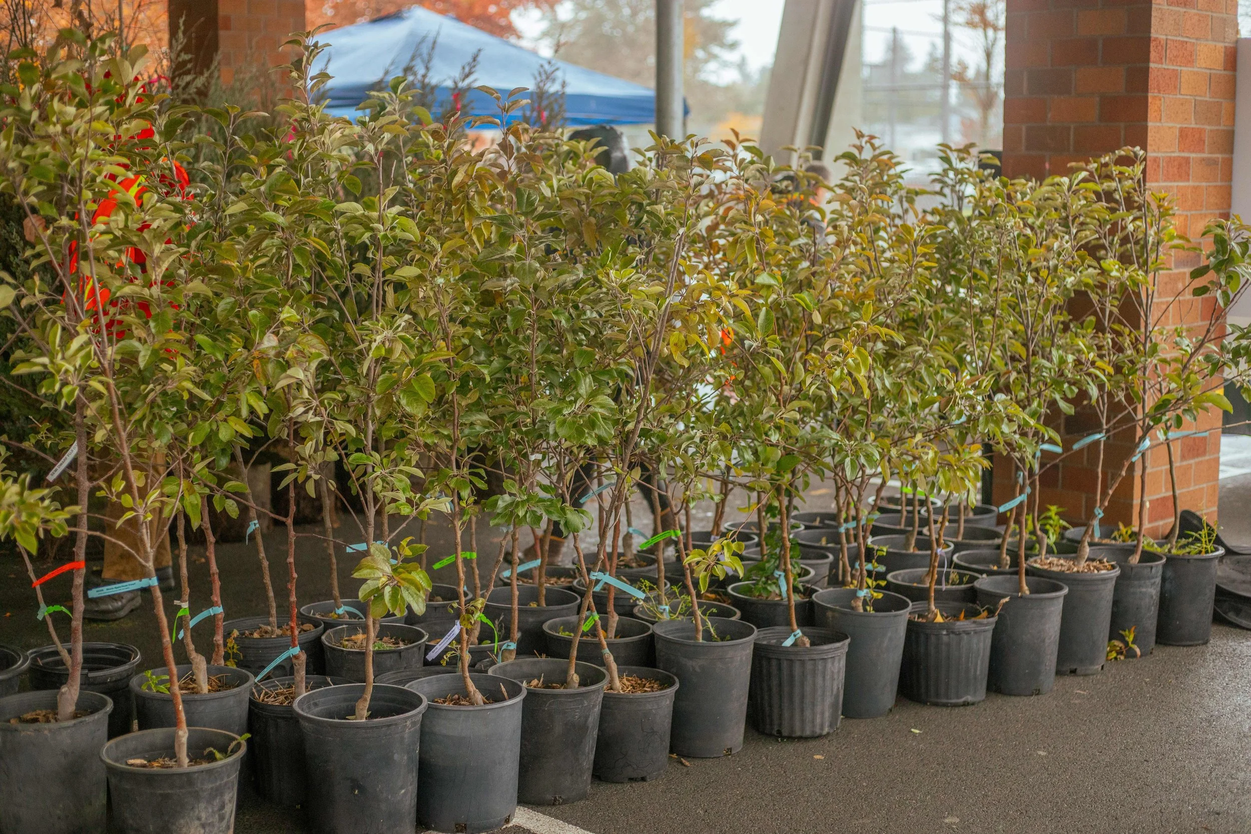 Programs — Tacoma Tree Foundation