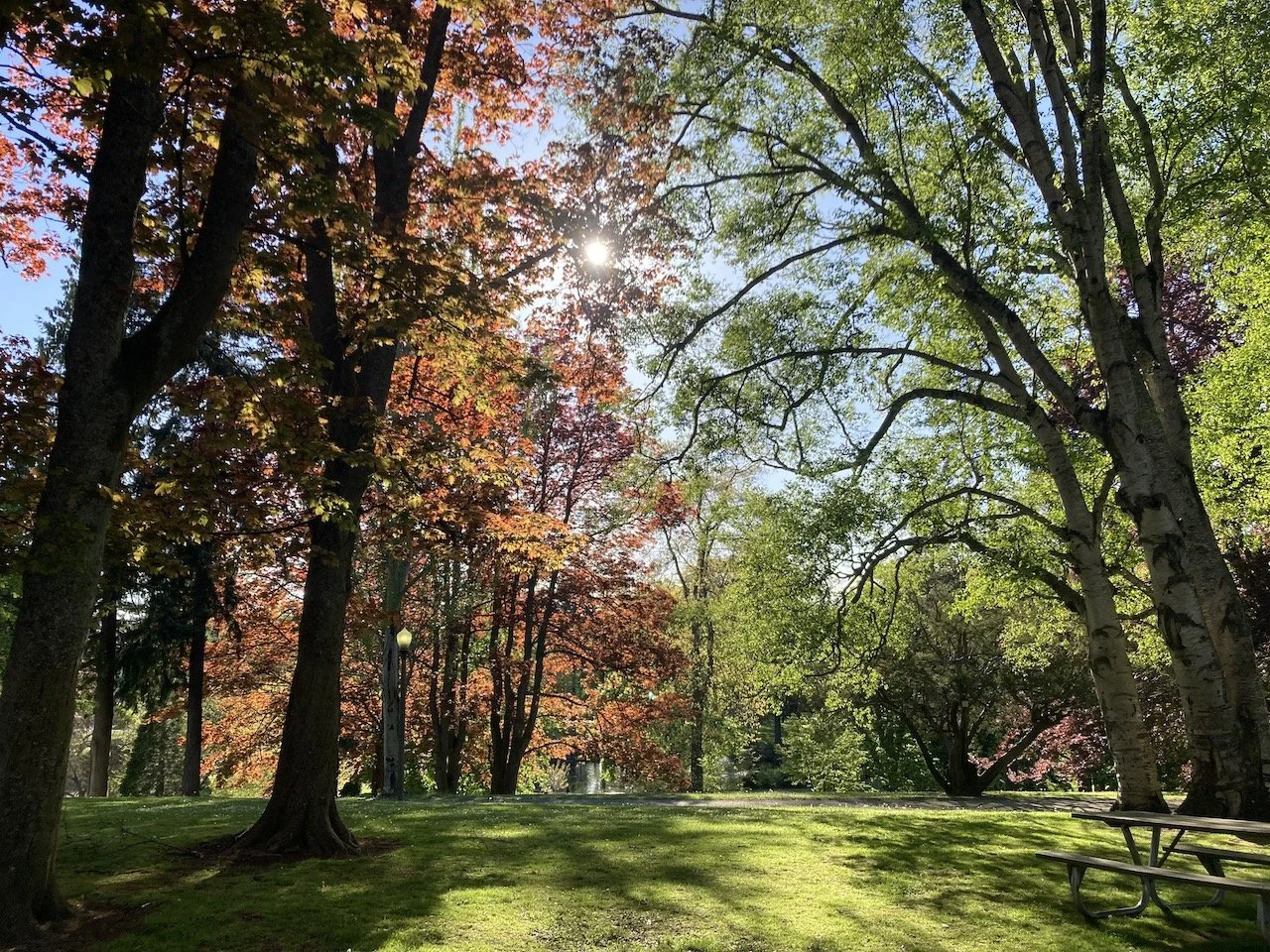 Healthy maples, healthy communities — Tacoma Tree Foundation