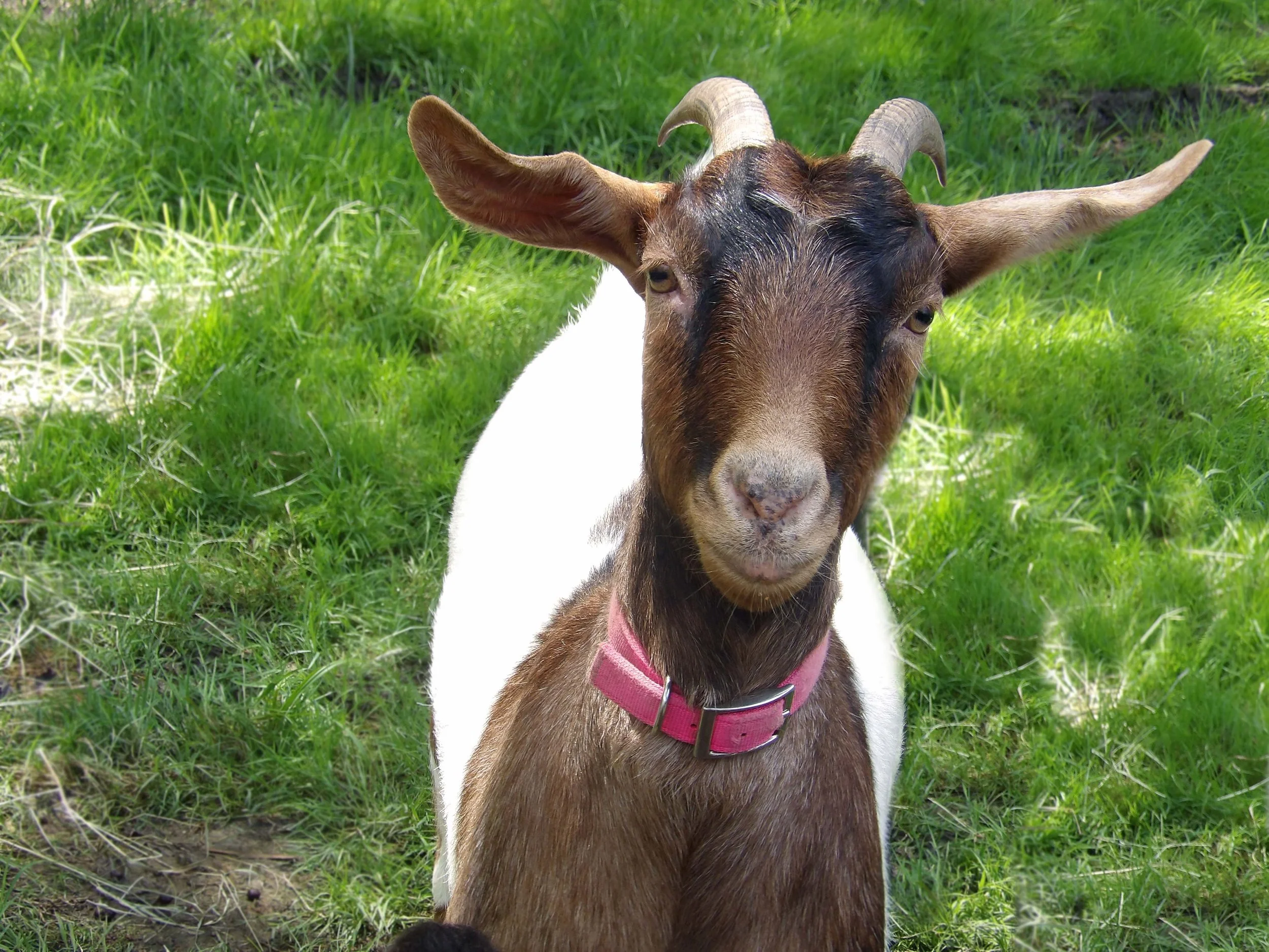 Helping Hands Farm Animal Rescue