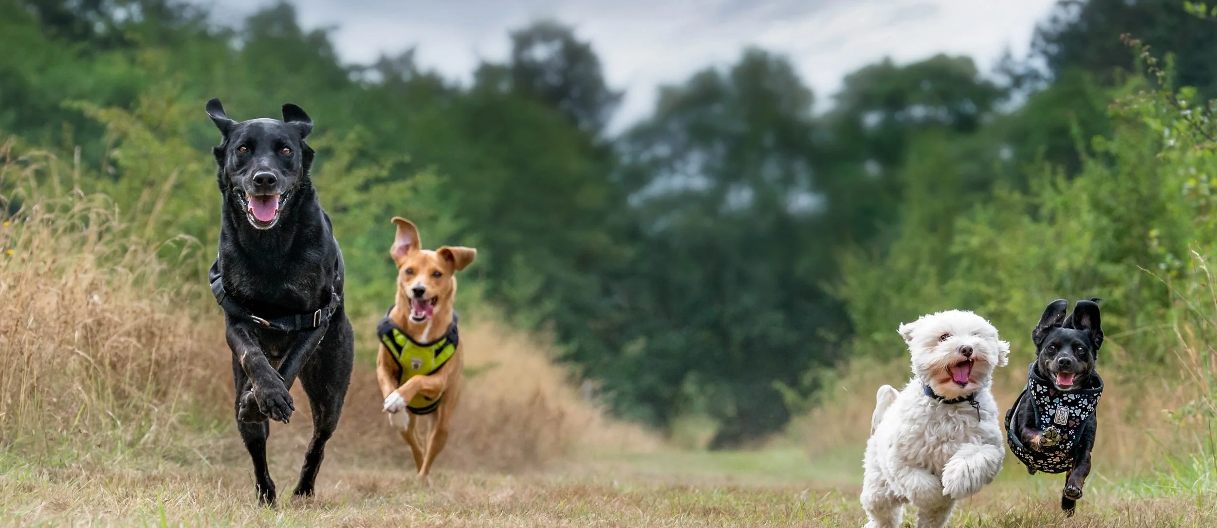Team — The Happy Dog Hub