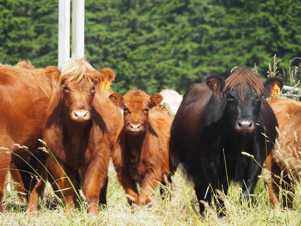Tufty® Cattle — Mangapiri Downs