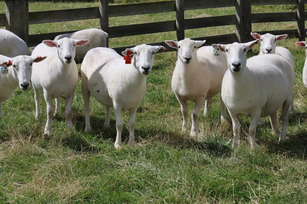 Shire® Hair Sheep — Mangapiri Downs