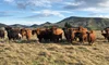 Tufty® Cattle — Mangapiri Downs