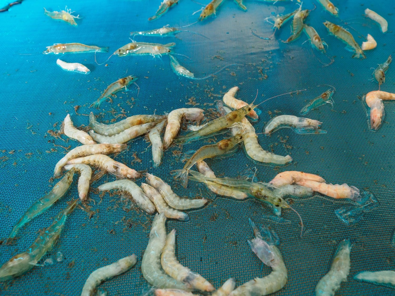 Shrimp Forever: Future in technology — RYNAN Aquaculture