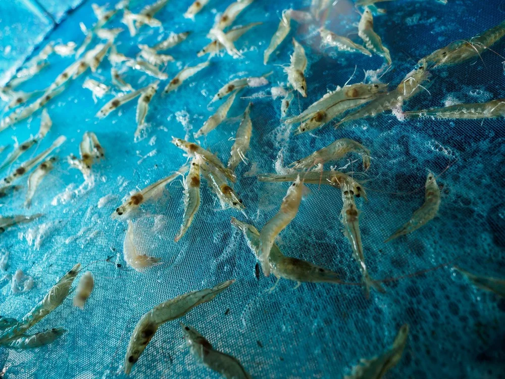 Solving Shrimp Farm Issues with Technology — RYNAN Aquaculture