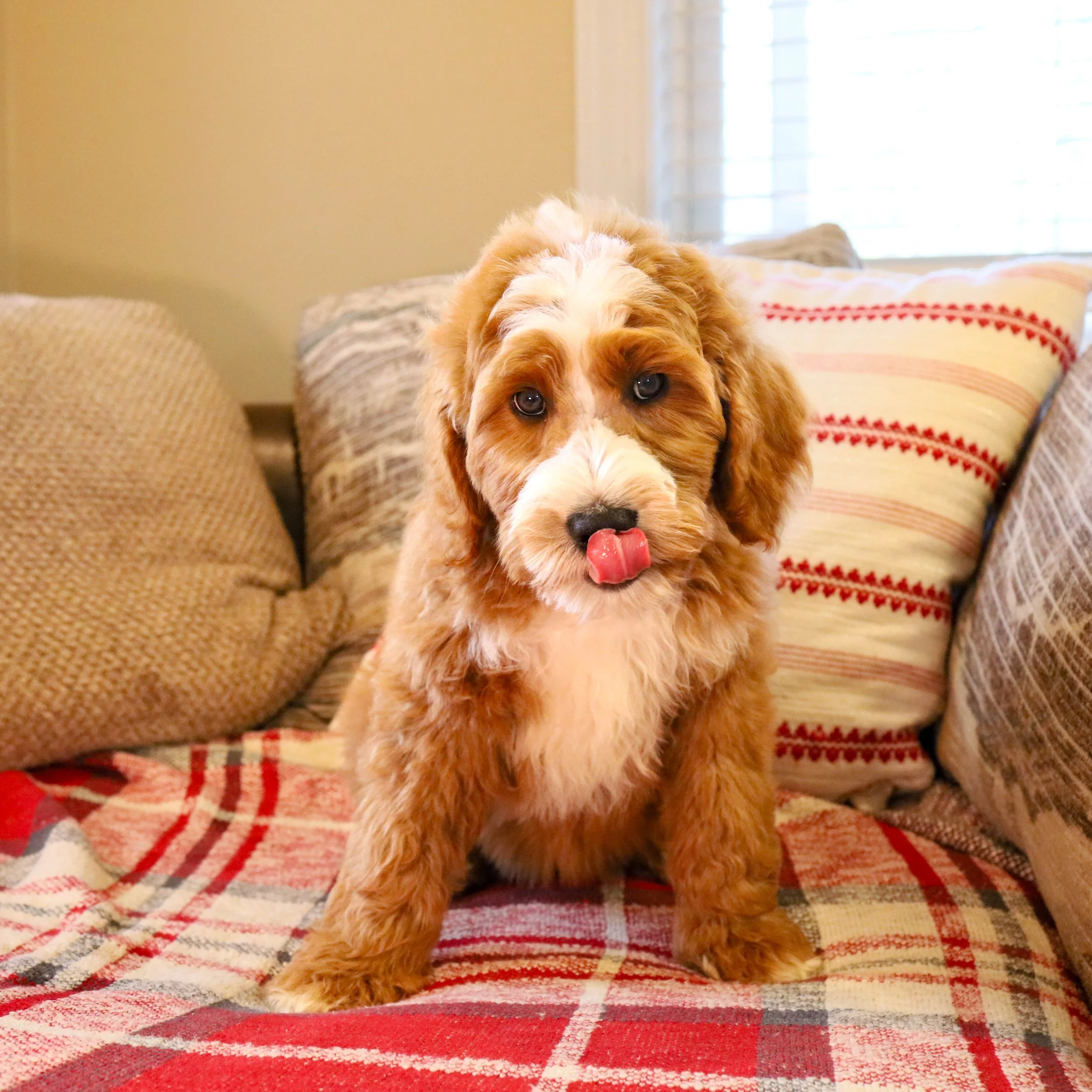 Store 2 — Dashing Doodles