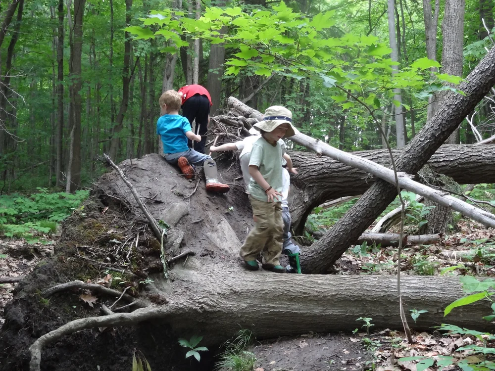 Kindergarten Forest School Field Trips — Wildflowers Forest School