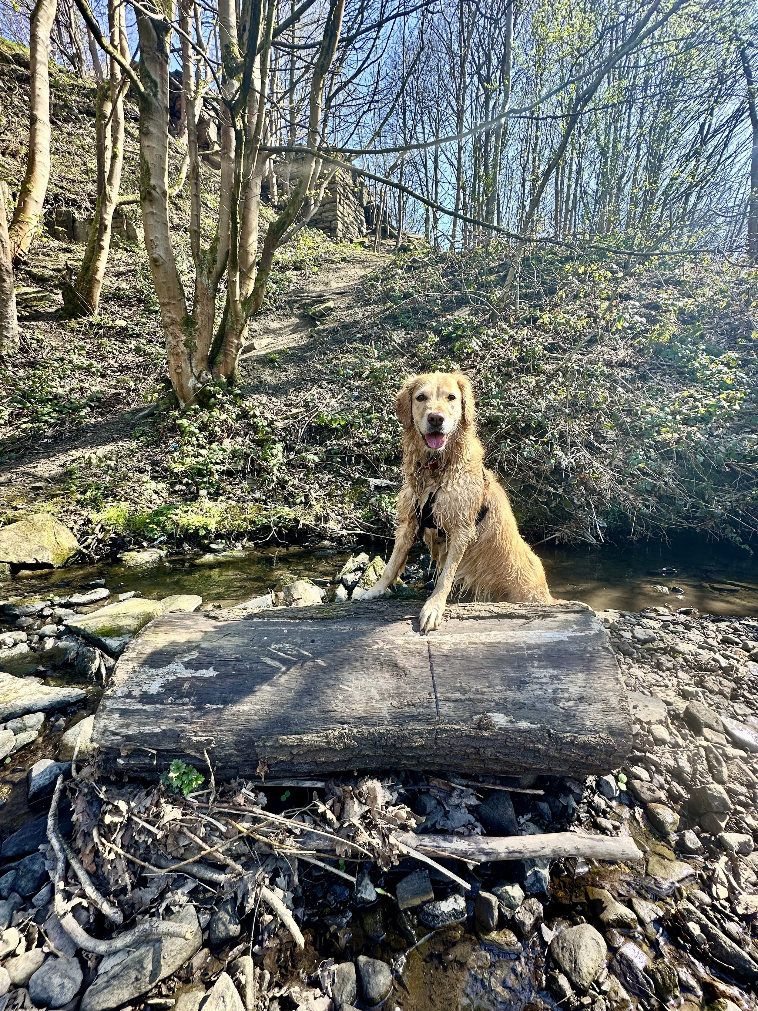 Tails and Trails Pet Services