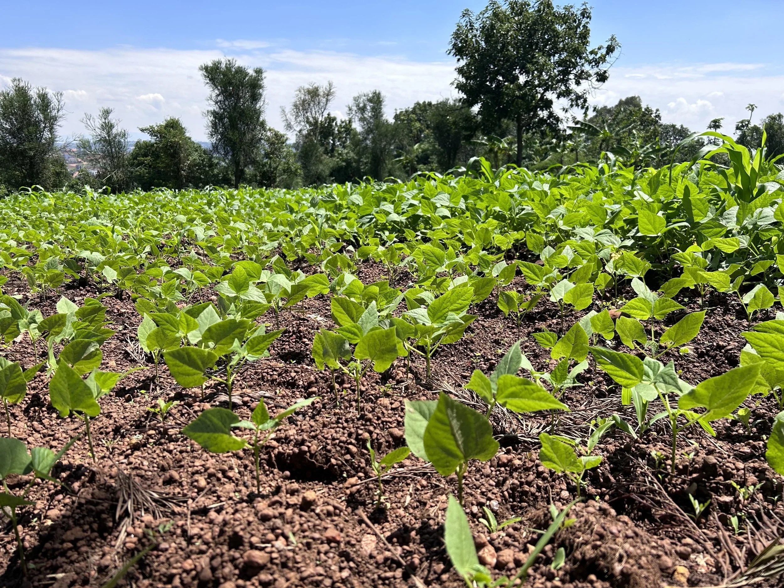 Shamba Centre for Food & Climate