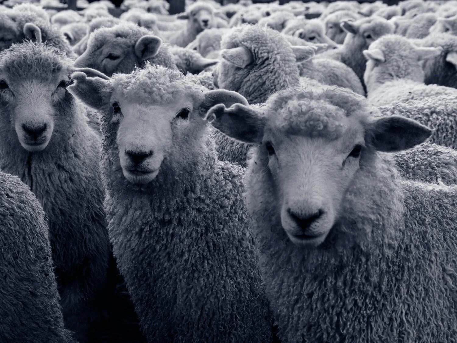 The Sheep — LiveReady