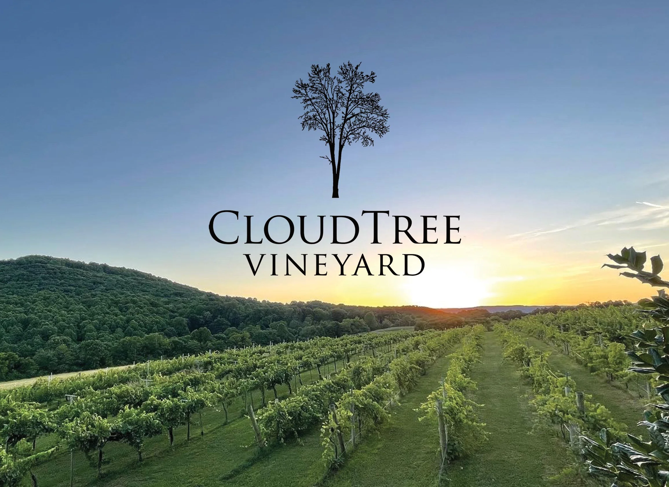 CloudTree Vineyard