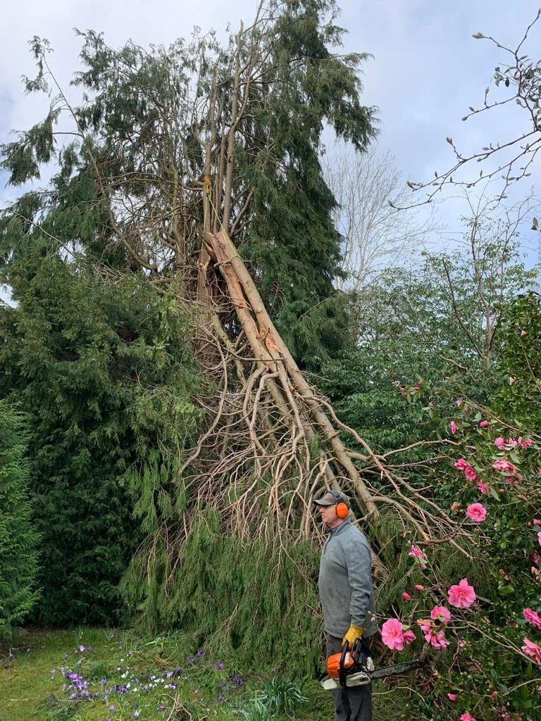 Gallery — Tree Fellas