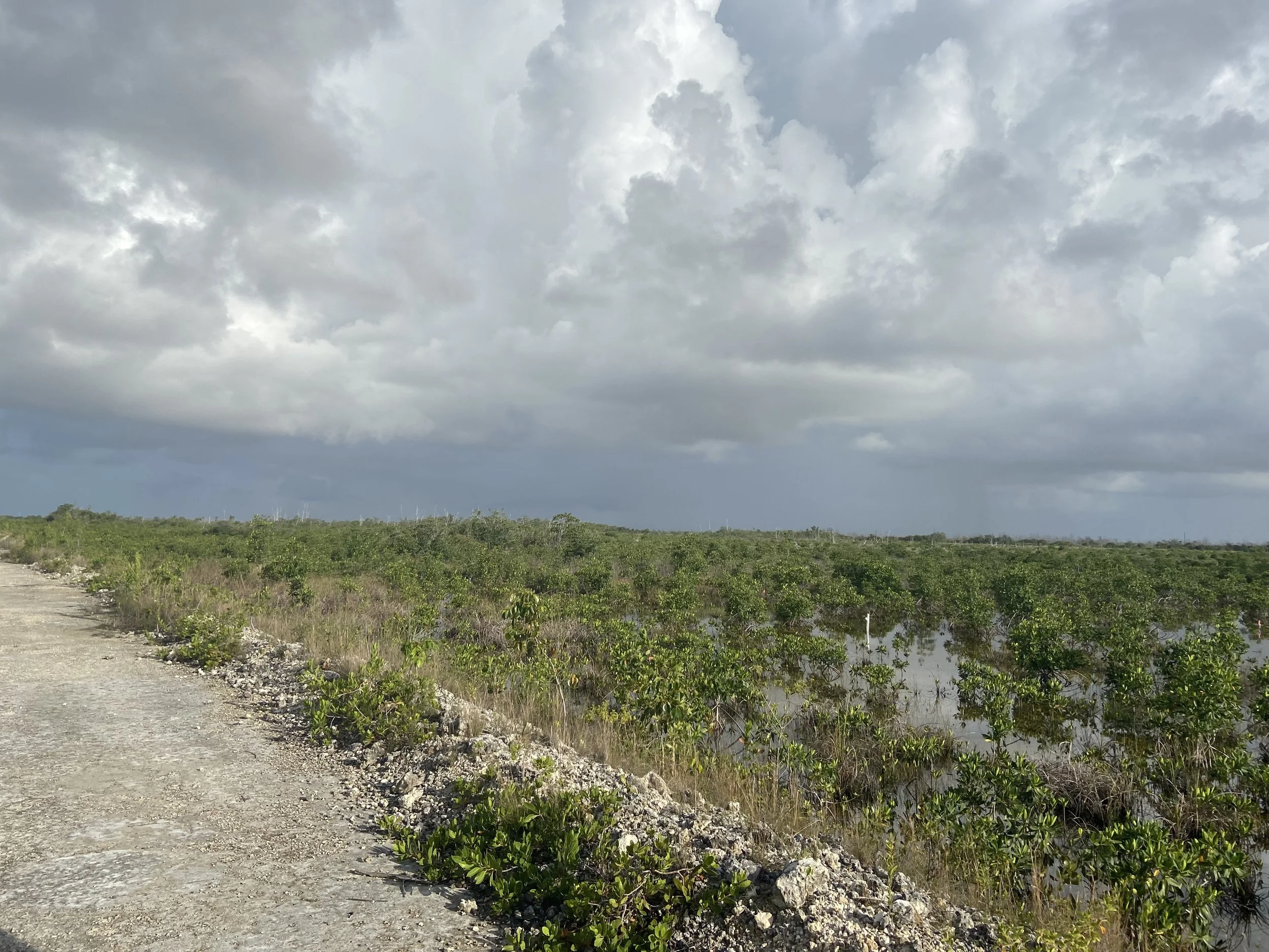 Malone Lab Awarded NSF CAREER — Malone Disturbance Ecology Lab