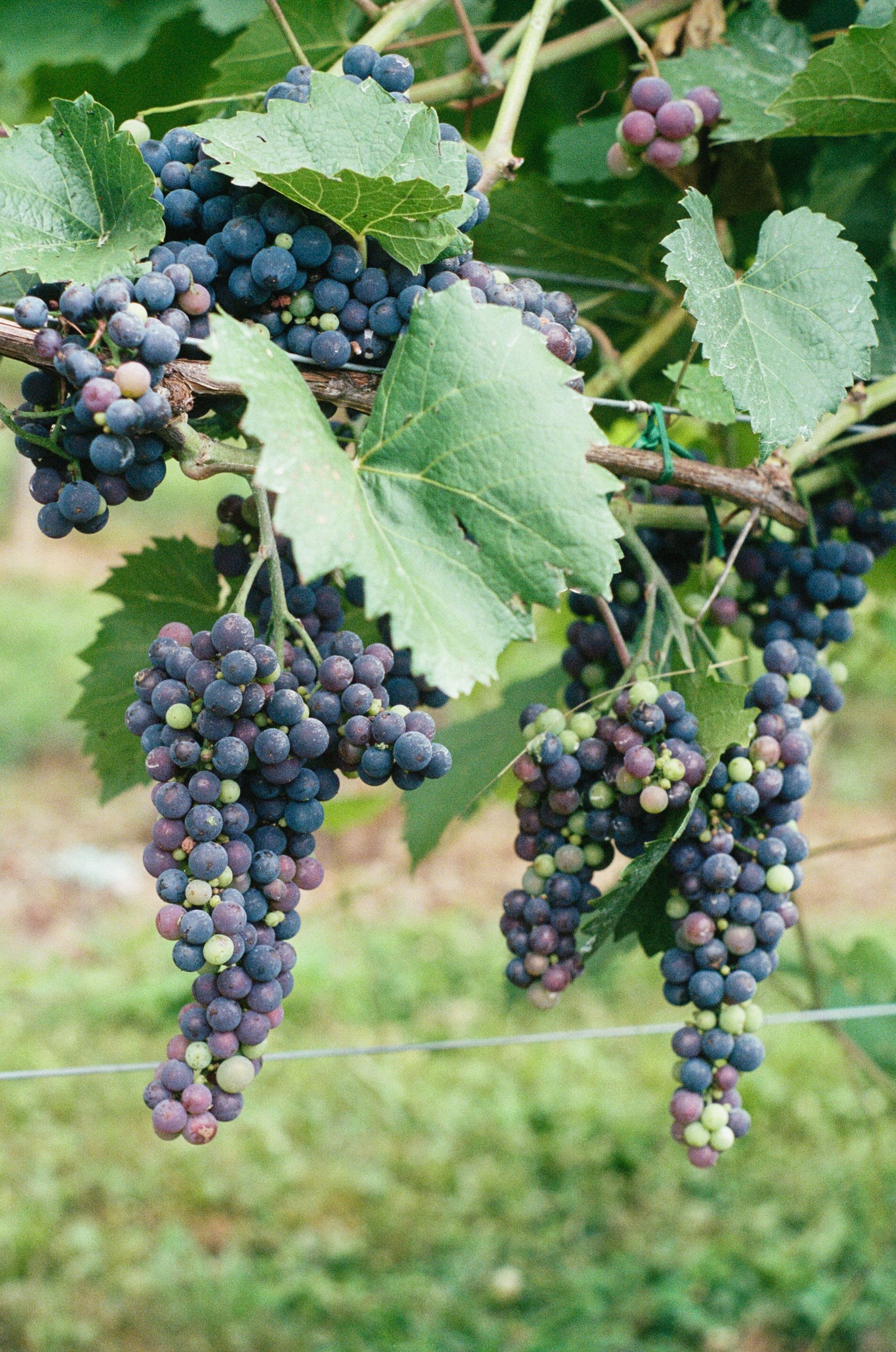 Gallery — Linville Falls Winery